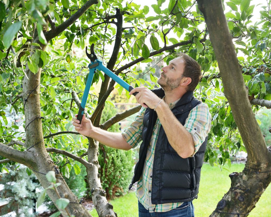 How And When To Prune Ornamental Cherry Trees | Gardening Know How