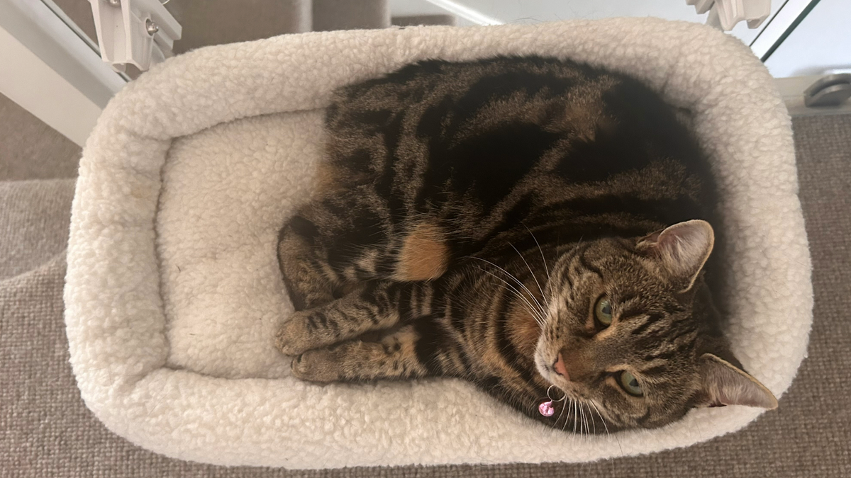 This is my favorite cat product of all time and it’s only $30 on Amazon ...