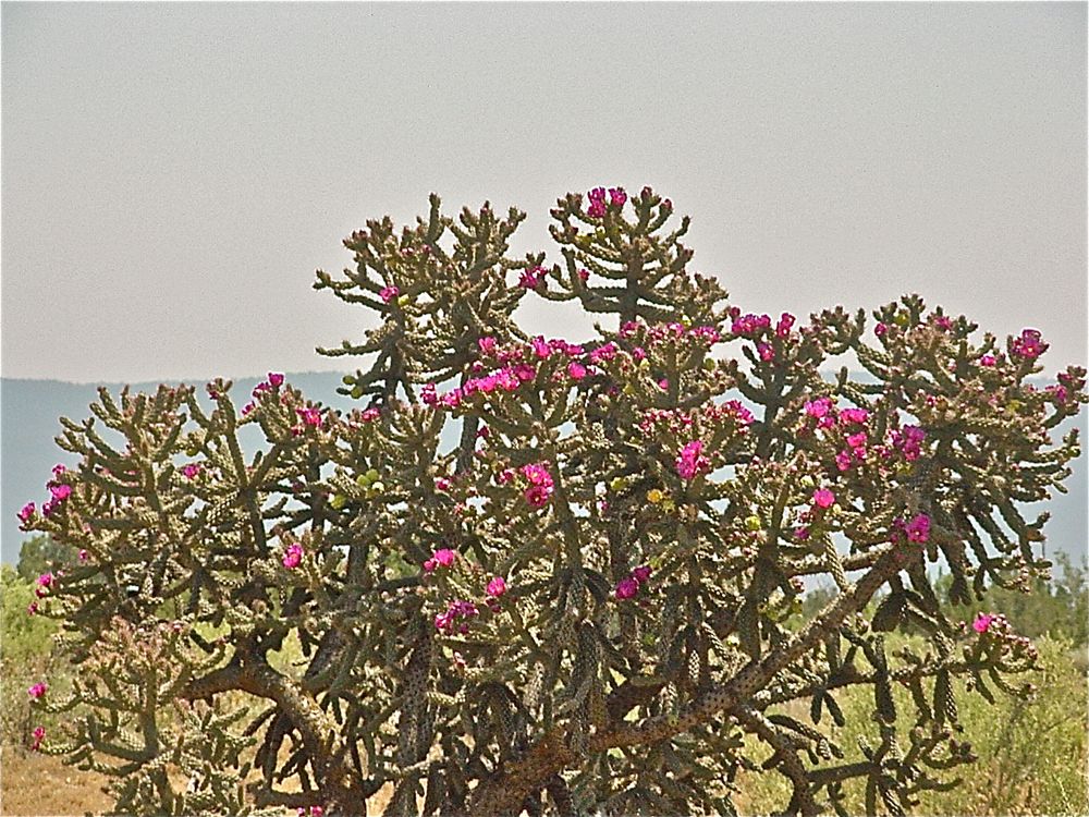 In Photos: Beautiful Cactus Flowers Signal Spring Is Here | Live Science