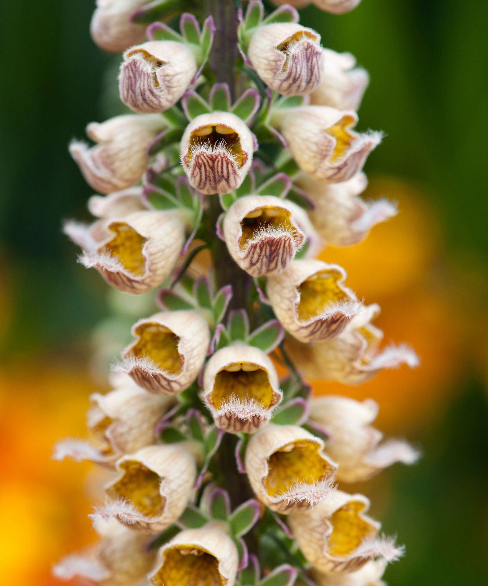 Foxglove varieties: 16 options for summer borders | Homes and Gardens