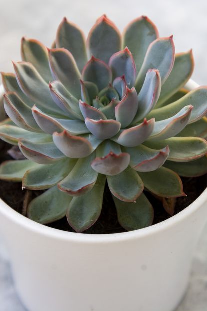 5 of the Best "Blue" Houseplants for a Calm Home | Livingetc