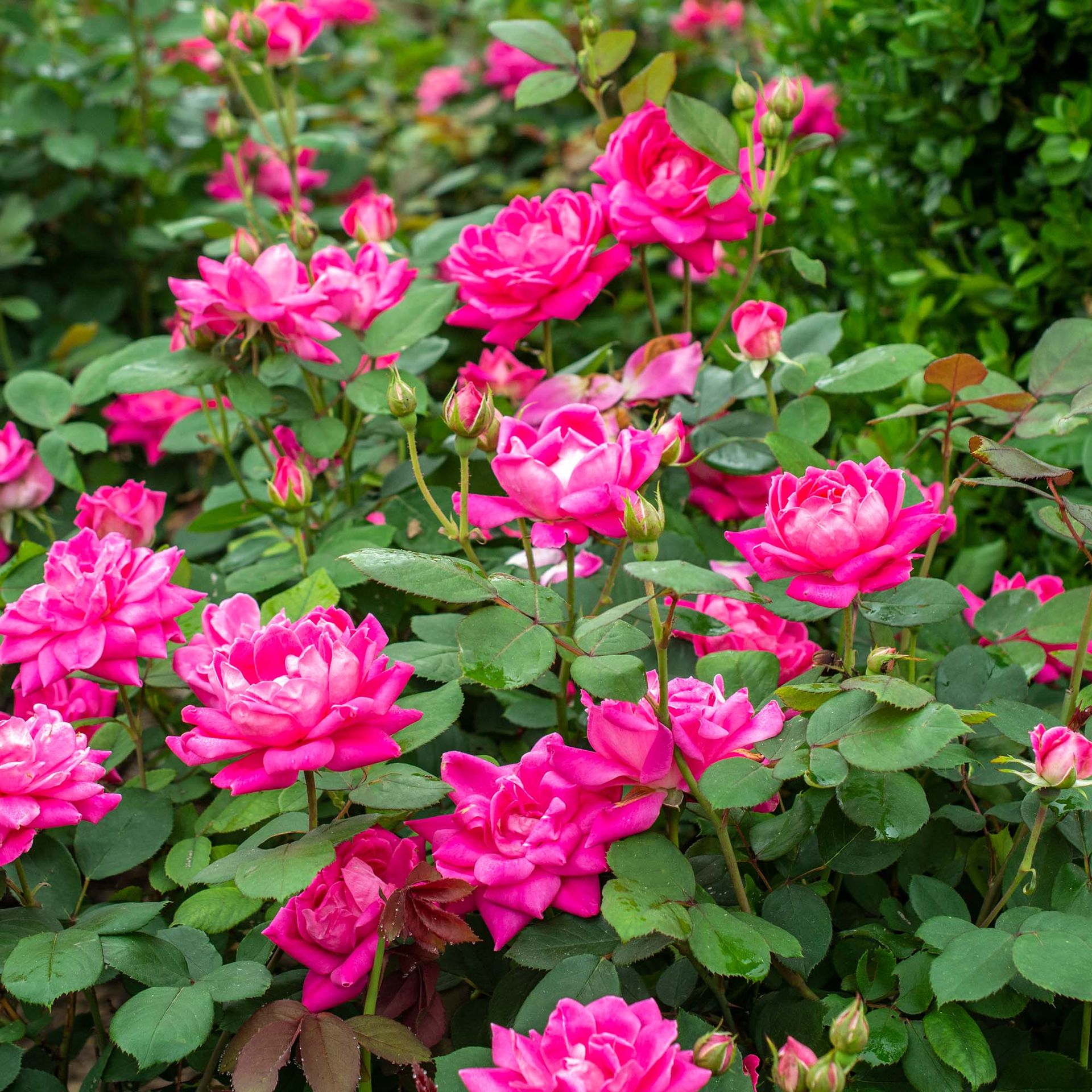 How to care for Knock Out roses - tips for healthy shrubs | Homes and ...