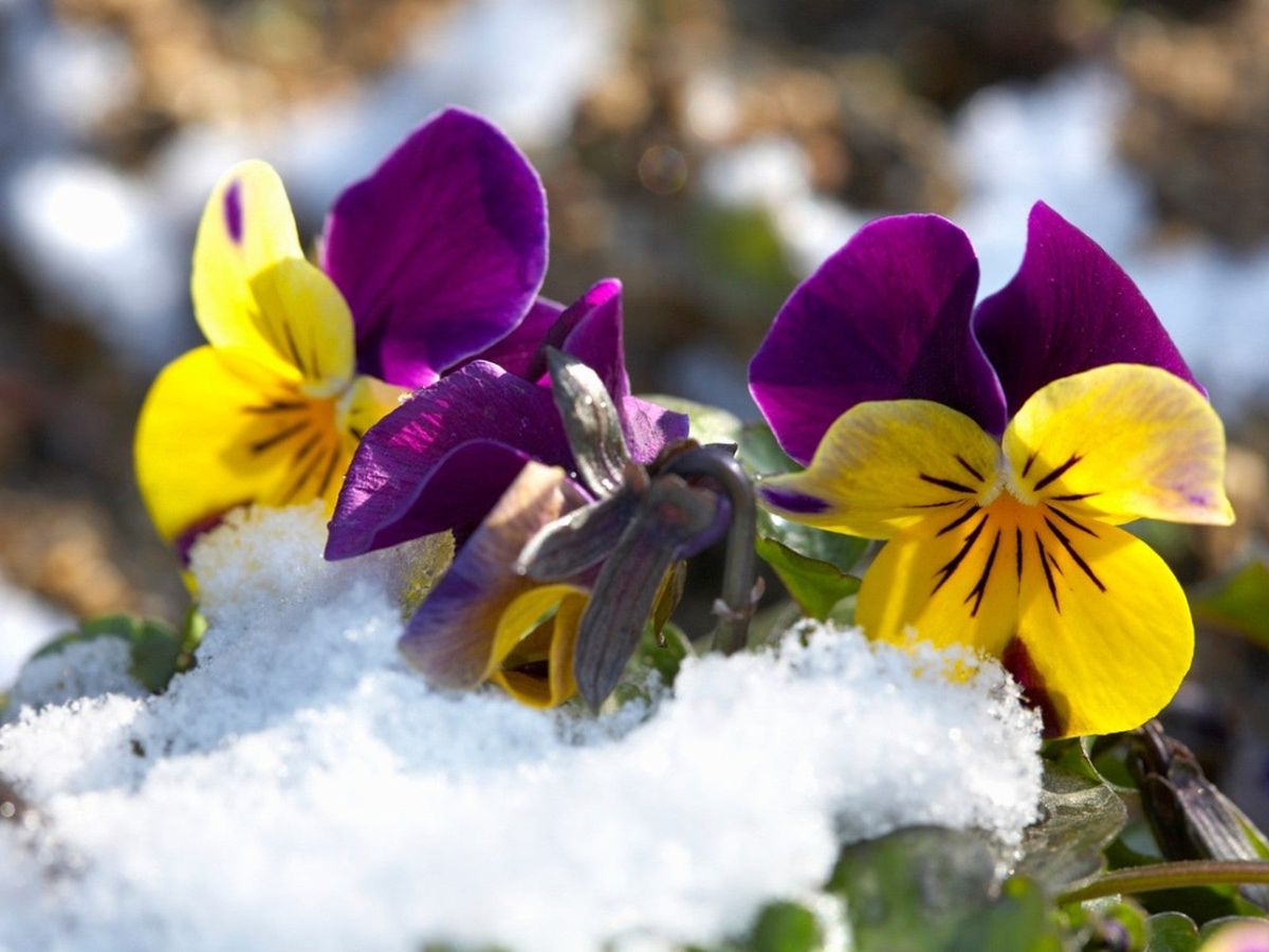 Top 10 Frost Hardy Flowers - Growing Cold Hardy Flowers | Gardening ...