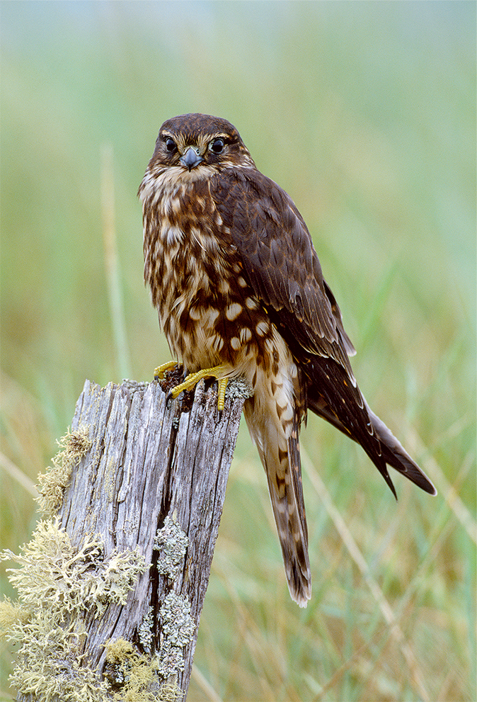 Britain’s birds of prey: The Country Life guide to raptors | Country Life