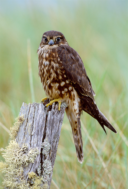 Britain’s birds of prey: The Country Life guide to raptors | Country Life