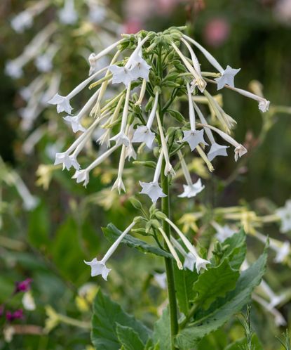 Beautiful white flowers: 12 elegant choices | Homes and Gardens