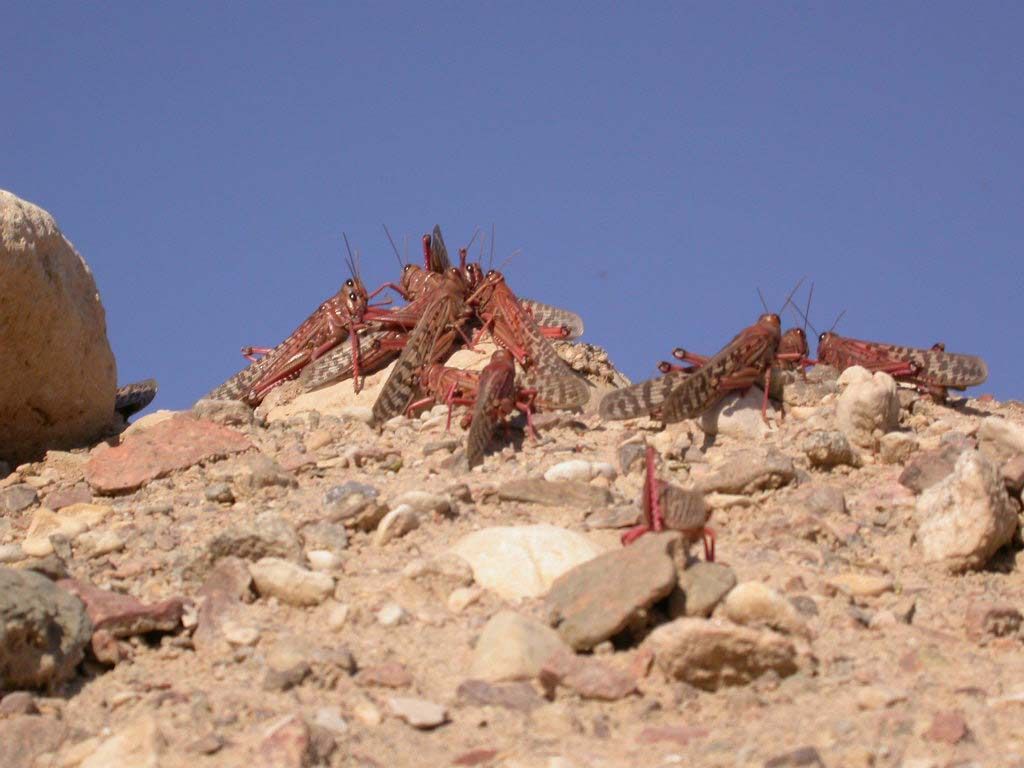 Image Gallery: Striking Photos of Locust Swarms | Live Science