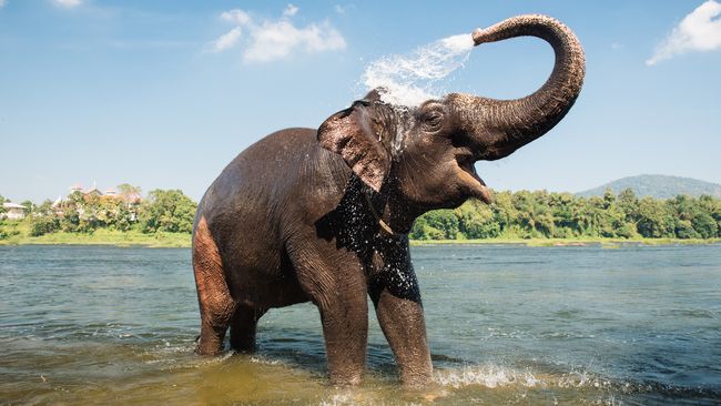 Which animals are most likely to survive climate change? | Live Science