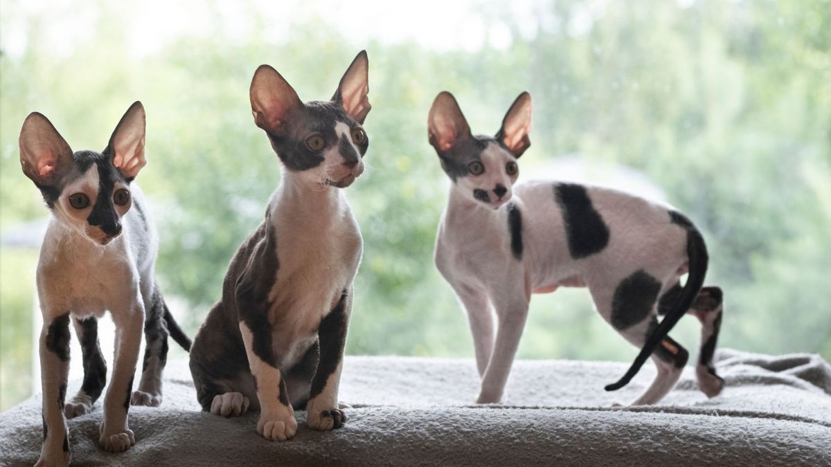 Cornish Rex cat: Breed profile and information | PetsRadar