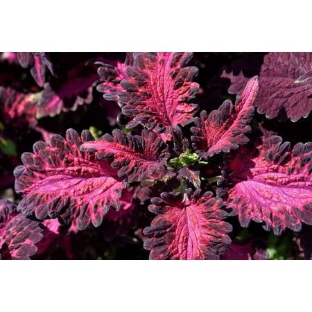 How to grow coleus: expert advice for this tender plant | Homes and Gardens