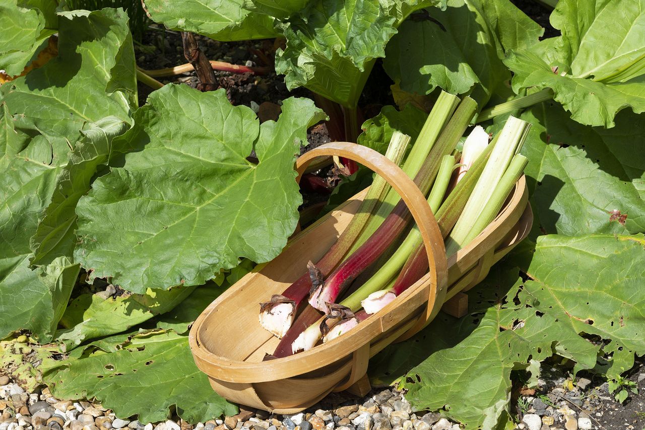 How to grow rhubarb: the best way to plant this tart fruit | Homes and ...