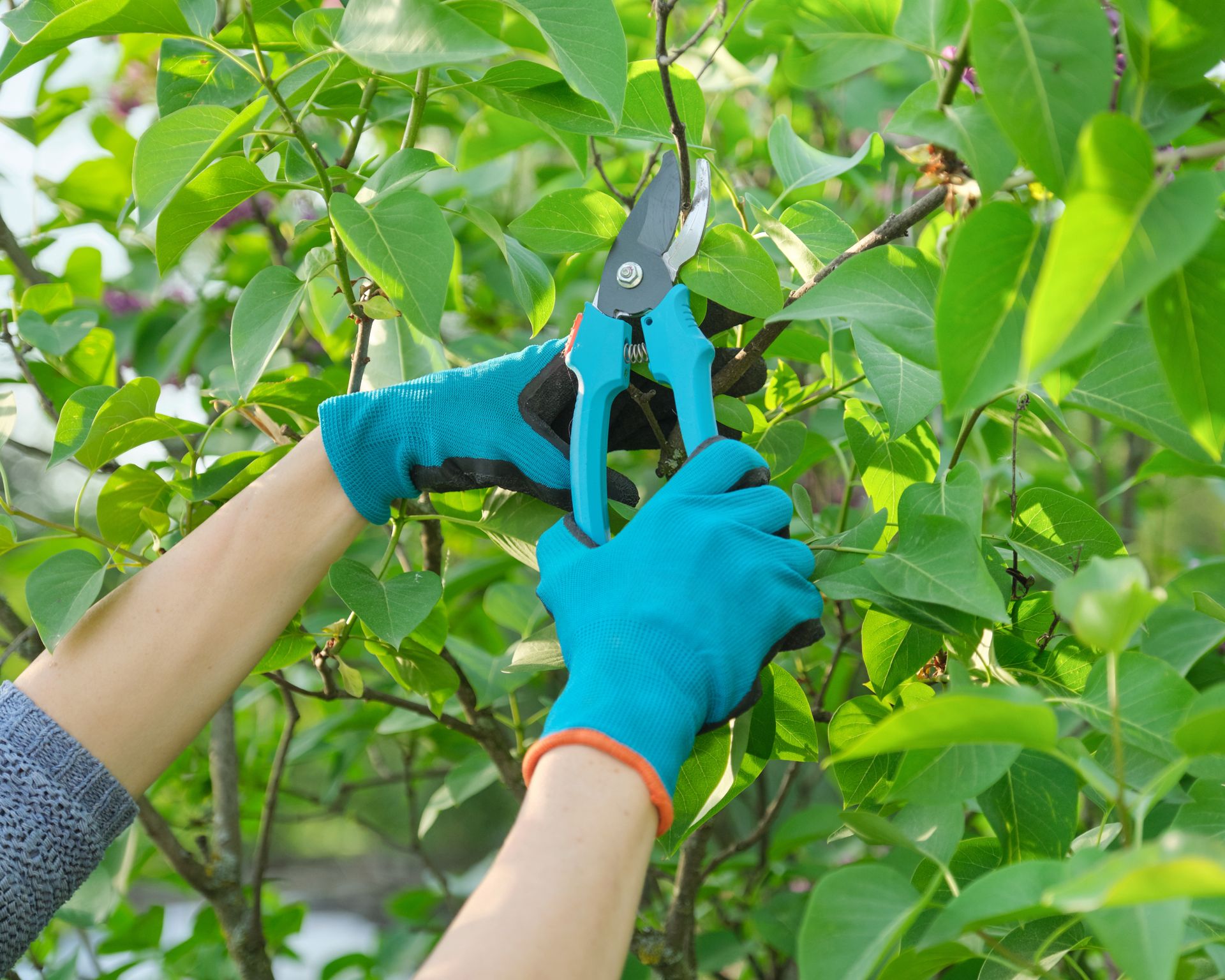 Pruning Lilac Bushes: A Comprehensive Guide | Gardening Know How