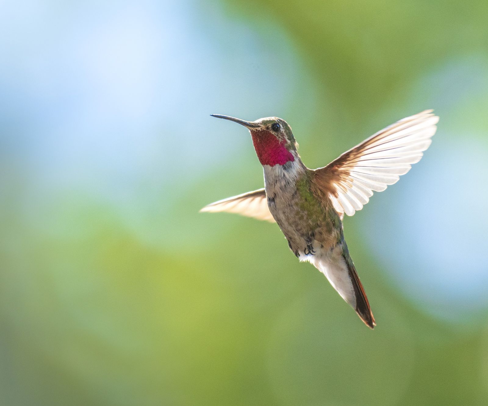 Hummingbird migration: how gardeners can help native birds | Homes and ...