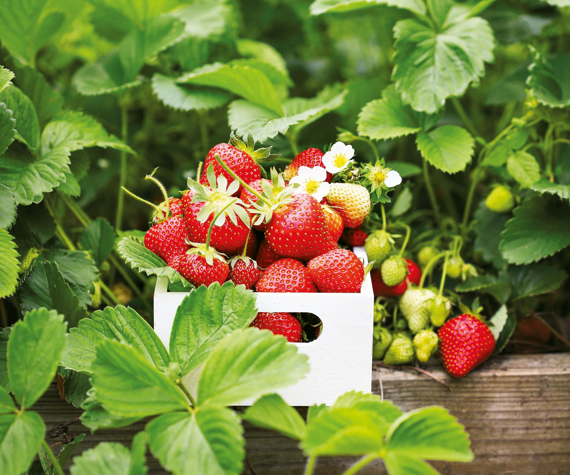 How to Grow Bigger Strawberries: 5 Tips For A Luscious Crop | Gardening ...