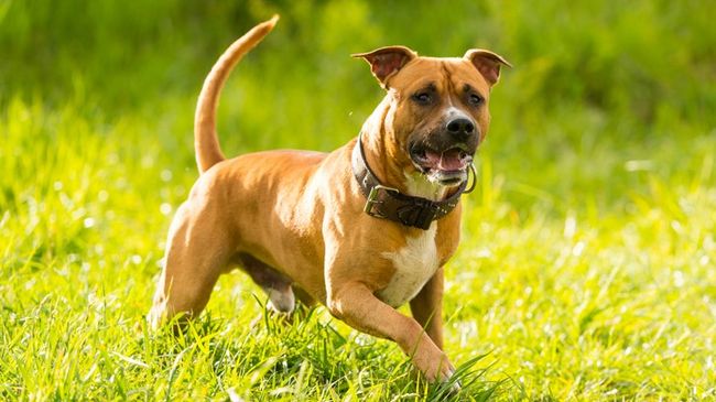 Best guard dog breeds for maximum protection | PetsRadar