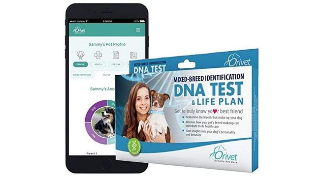 Best dog DNA test: 6 options to help discover who your dog really is ...