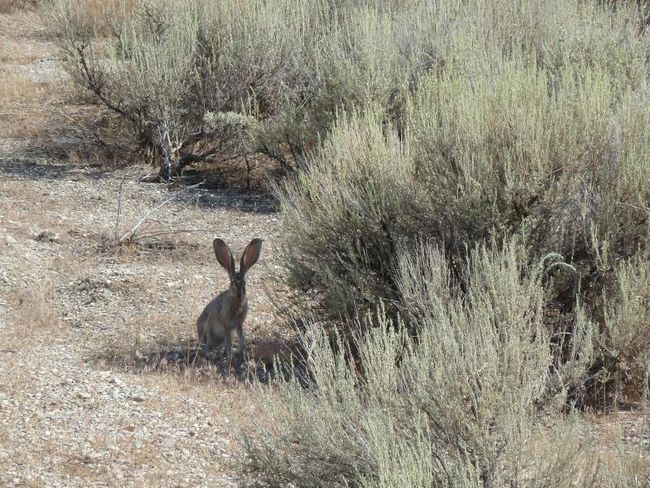 Photos: Black-Tailed Jackrabbits, the Curious Creatures of the American ...