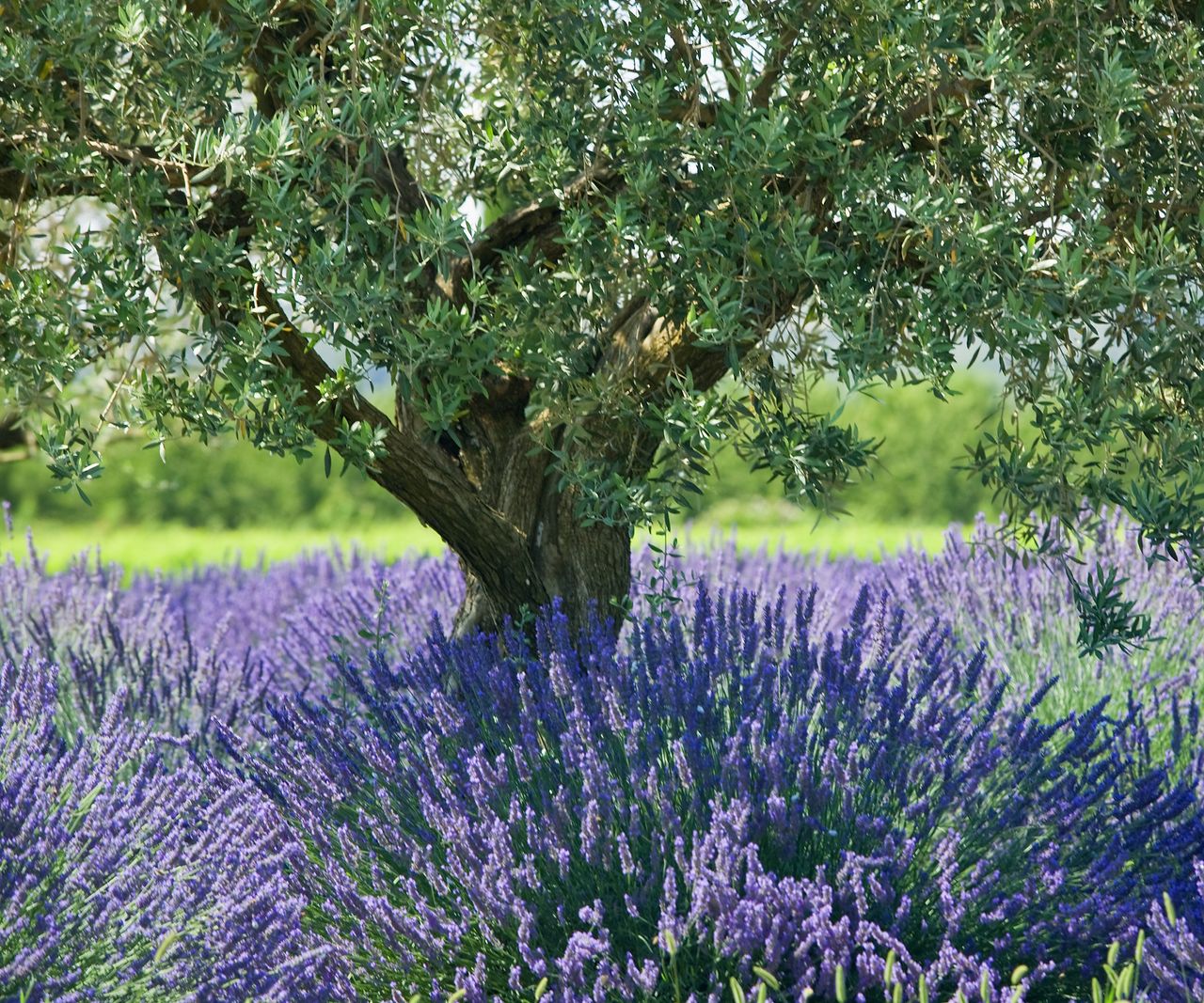 Landscaping with lavender: 15 ways to use this classic shrub | Homes ...