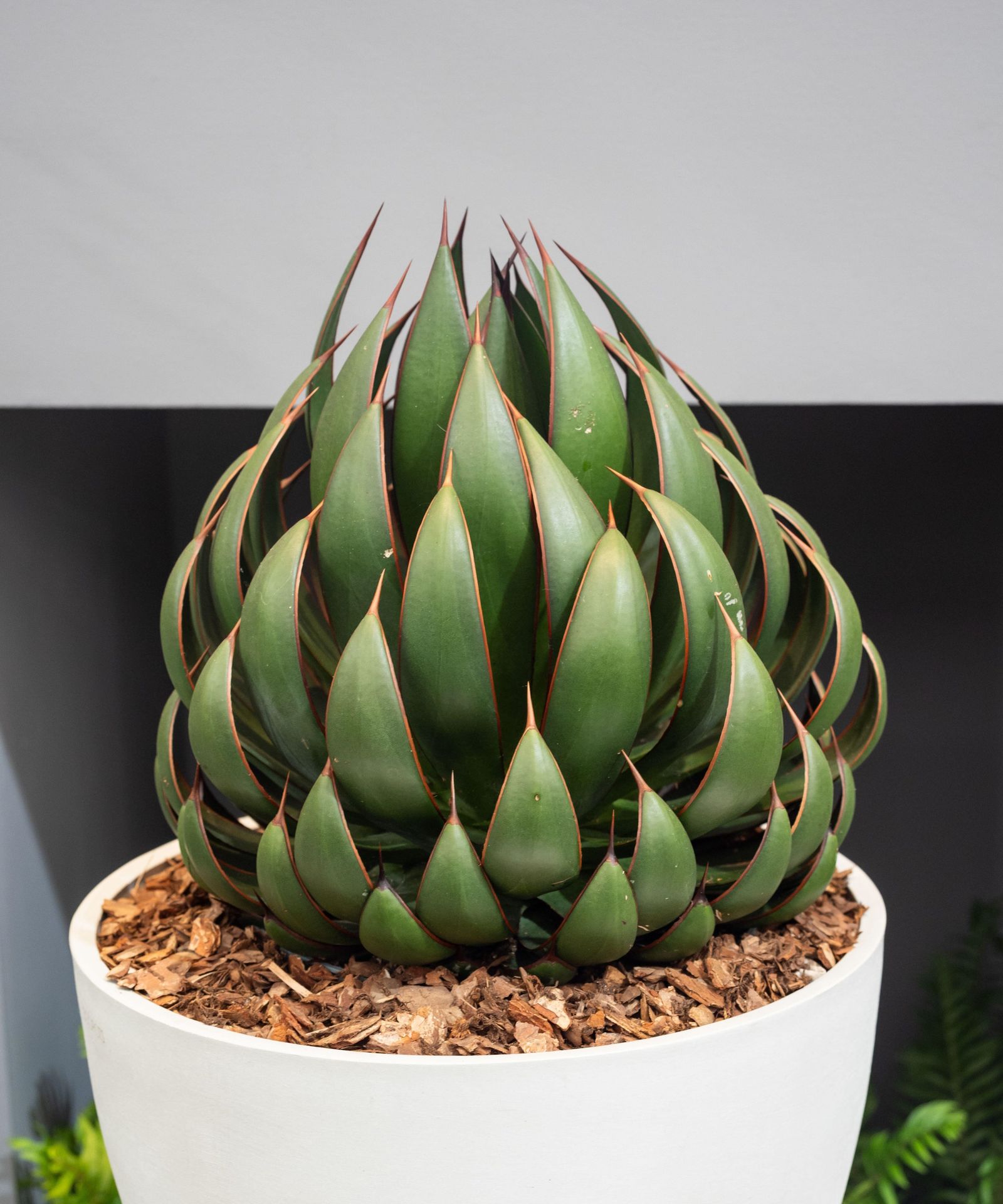 Best agave varieties: 10 plants to bring drama to your yard | Homes and ...