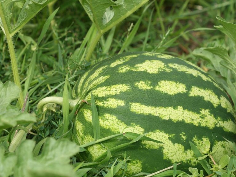 Heirloom Watermelons: Old-Fashioned Moon And Stars Watermelon ...