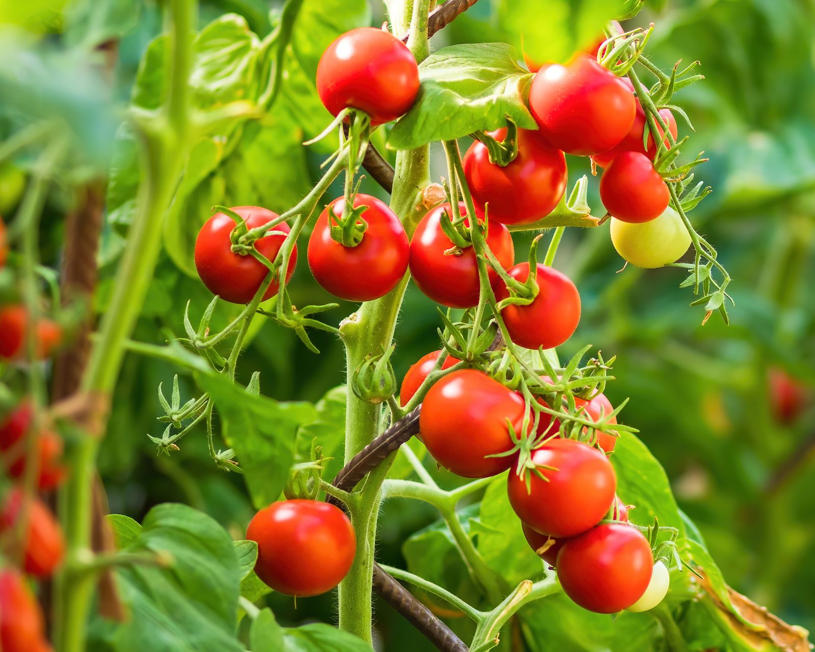 How To Make Tomato Plants Grow Faster: 7 Tips For An Early Bounty ...