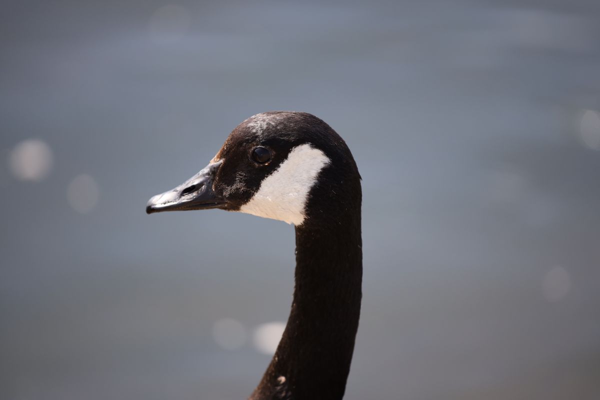 Sigma 500mm F4 DG OS HSM Sports review | Digital Camera World