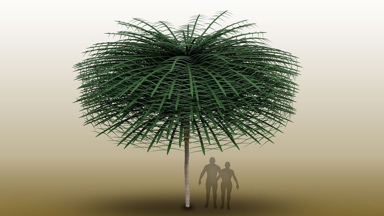 'We were gobsmacked': 350 million-year-old tree fossils are unlike any ...