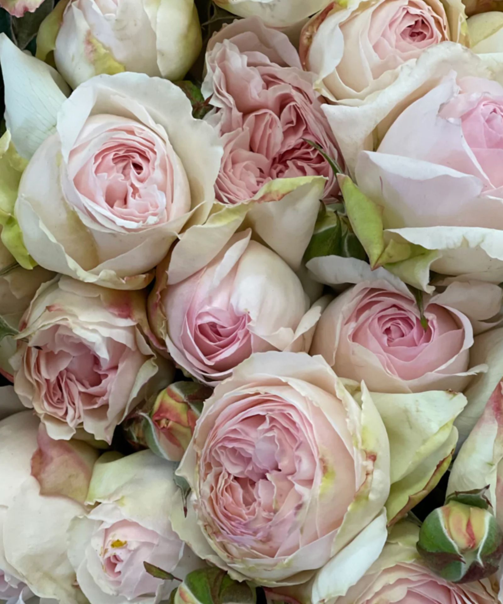 10 best rose varieties according to a professional grower | Homes and ...