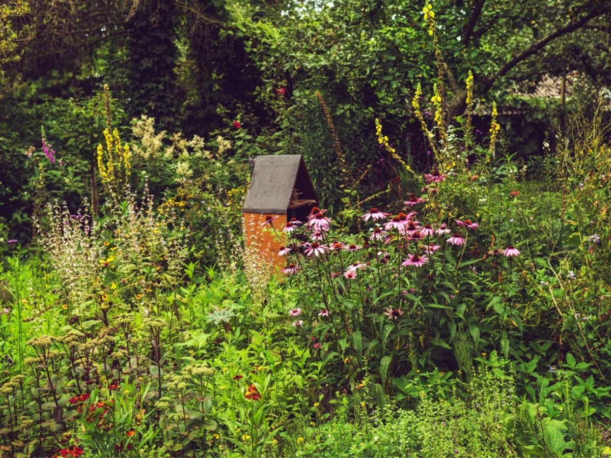 Leave Gardens Wild With Natural Landscaping Ideas | Gardening Know How