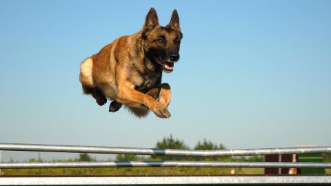 Highest jumping dogs: 20 that can reach impressive heights | PetsRadar