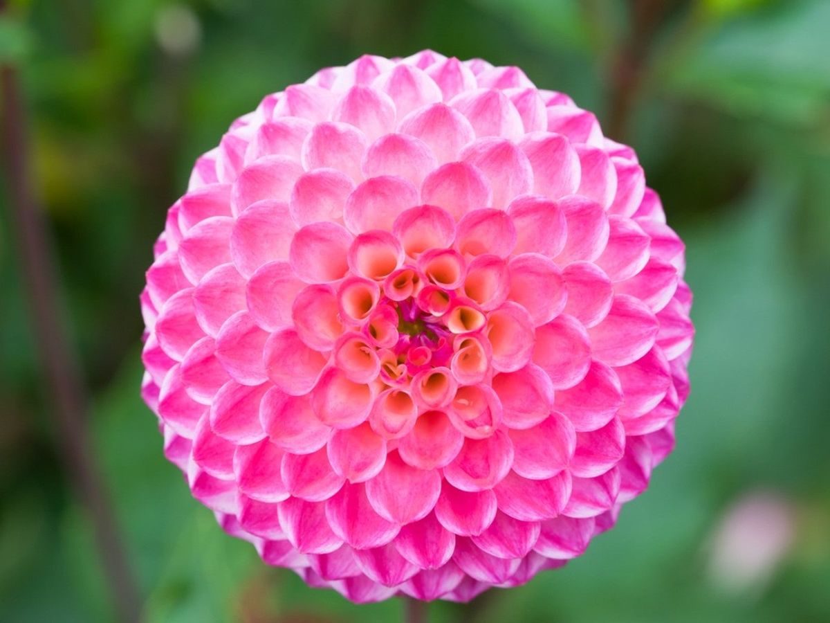 Celebrate Pi Day With Round Flowers - Perfectly Circular Flowers ...