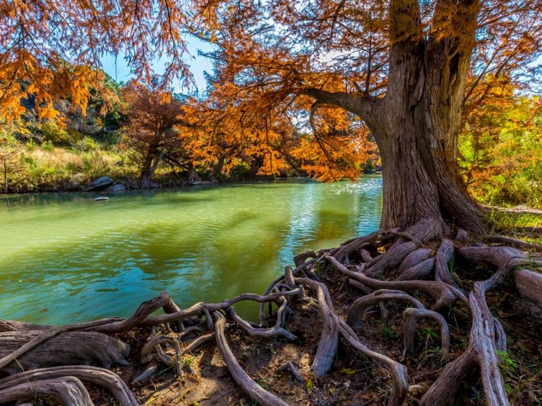 How Trees Absorb Water: Learn How Trees Take Up Water | Gardening Know How