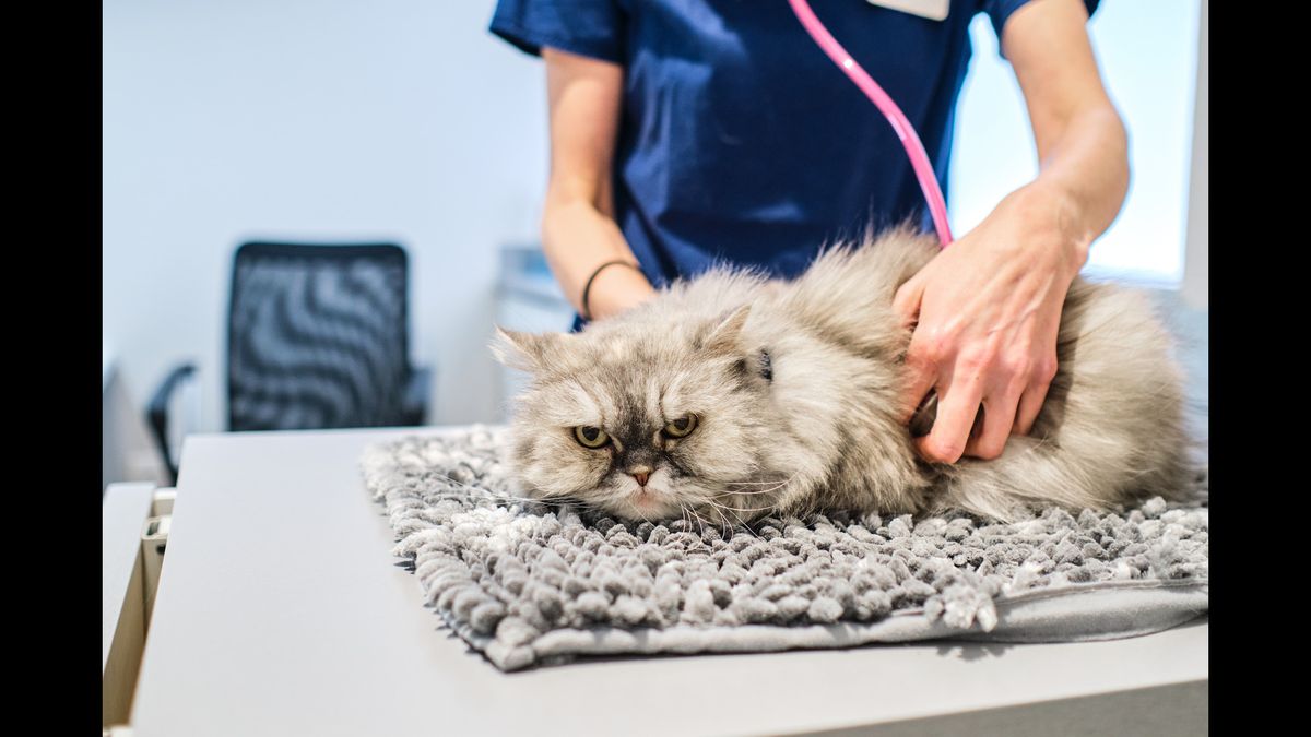 32 of the most common illness in cats | PetsRadar