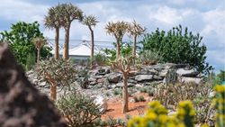 How to grow and care for ghost plants | Homes and Gardens