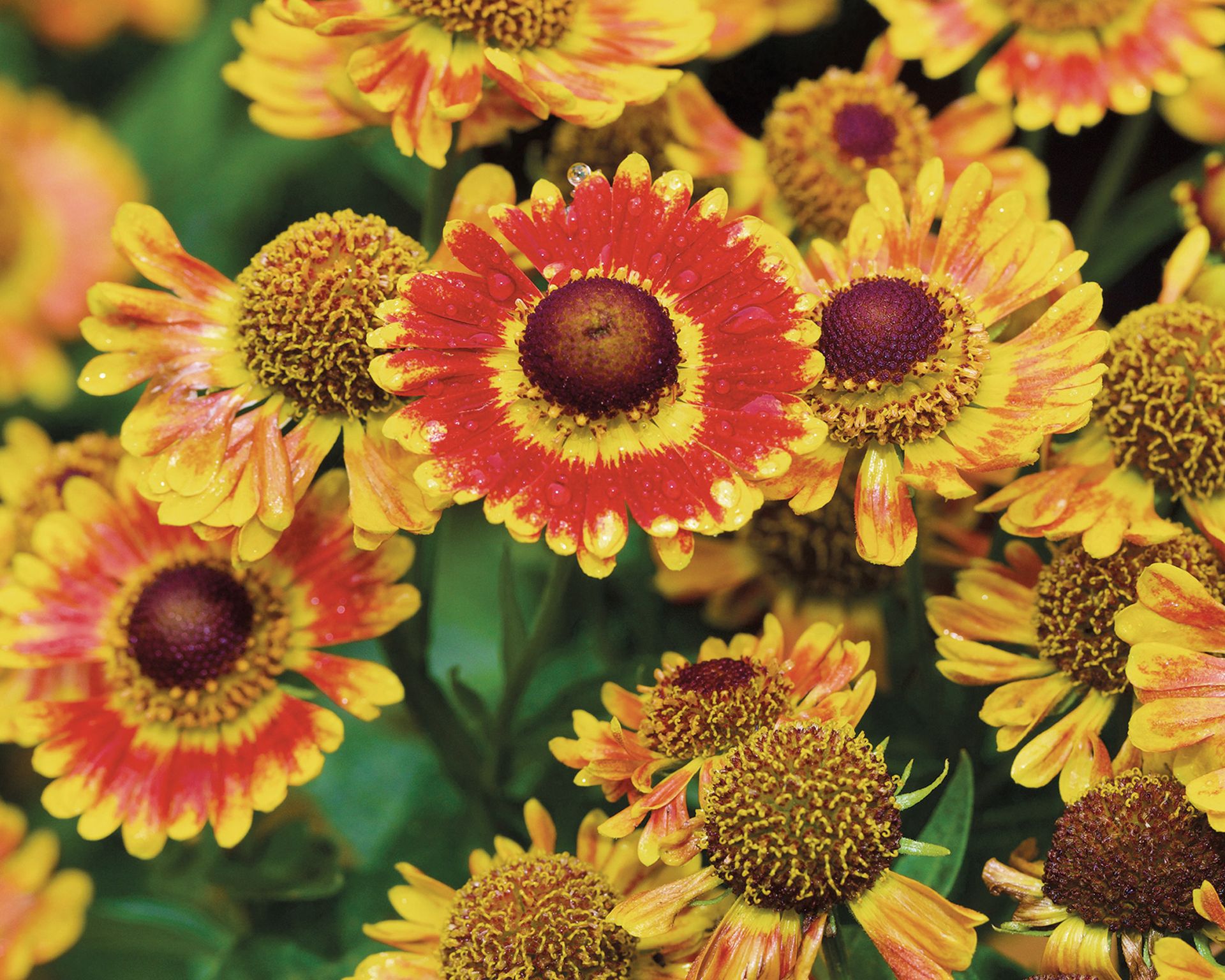 Types of helenium: 16 vibrant varieties for pots and borders | Homes ...
