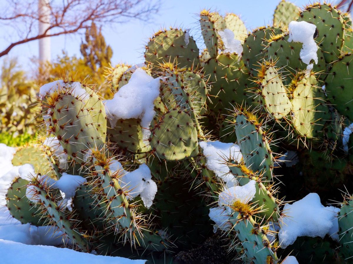 What Cacti Are Cold Hardy – Cold Weather Cactus Varieties | Gardening ...