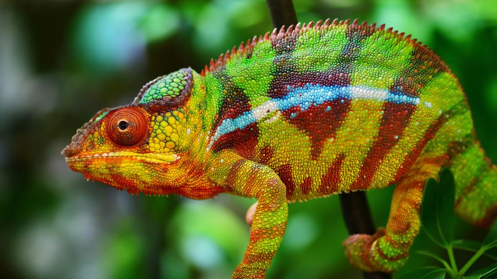 20 low-maintenance reptiles that make great pets | PetsRadar