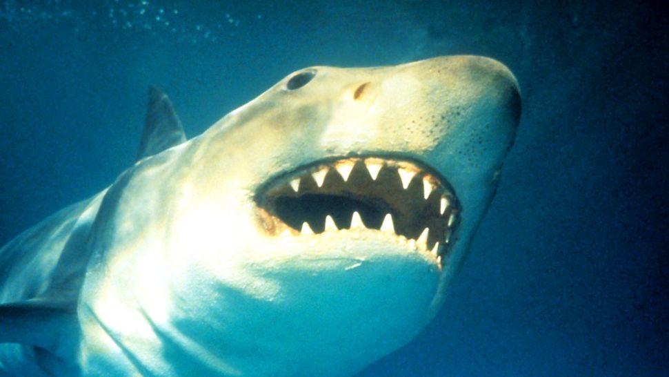 I finally watched Jaws for the first time — 3 reasons why I'm glad I ...