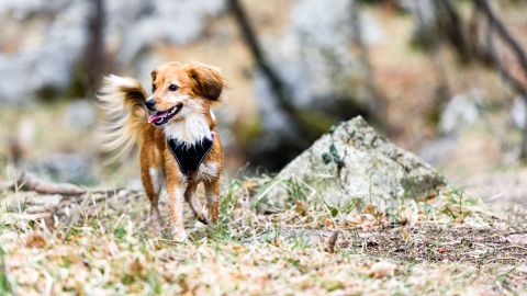32 unpopular dog breeds | PetsRadar