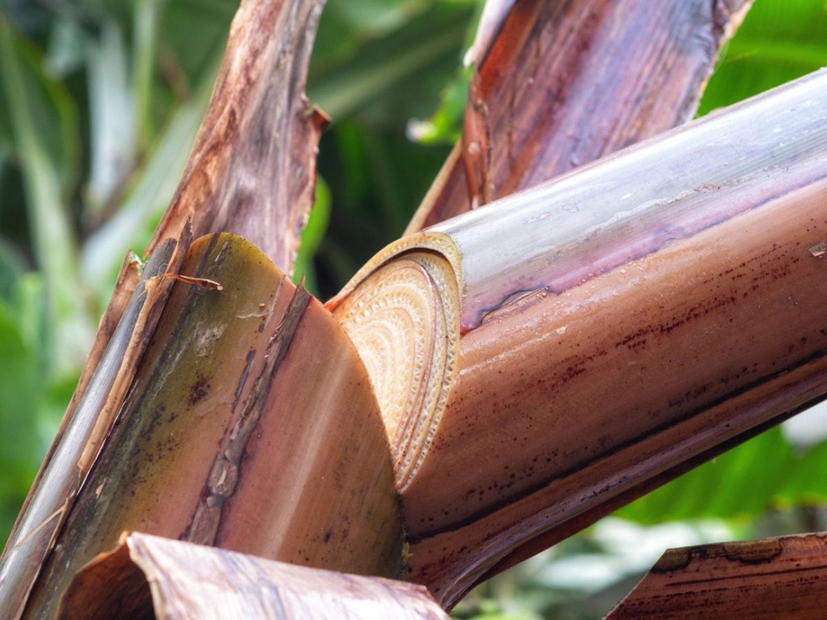Planting In Old Banana Trees: Vegetables Growing In Banana Trunks ...