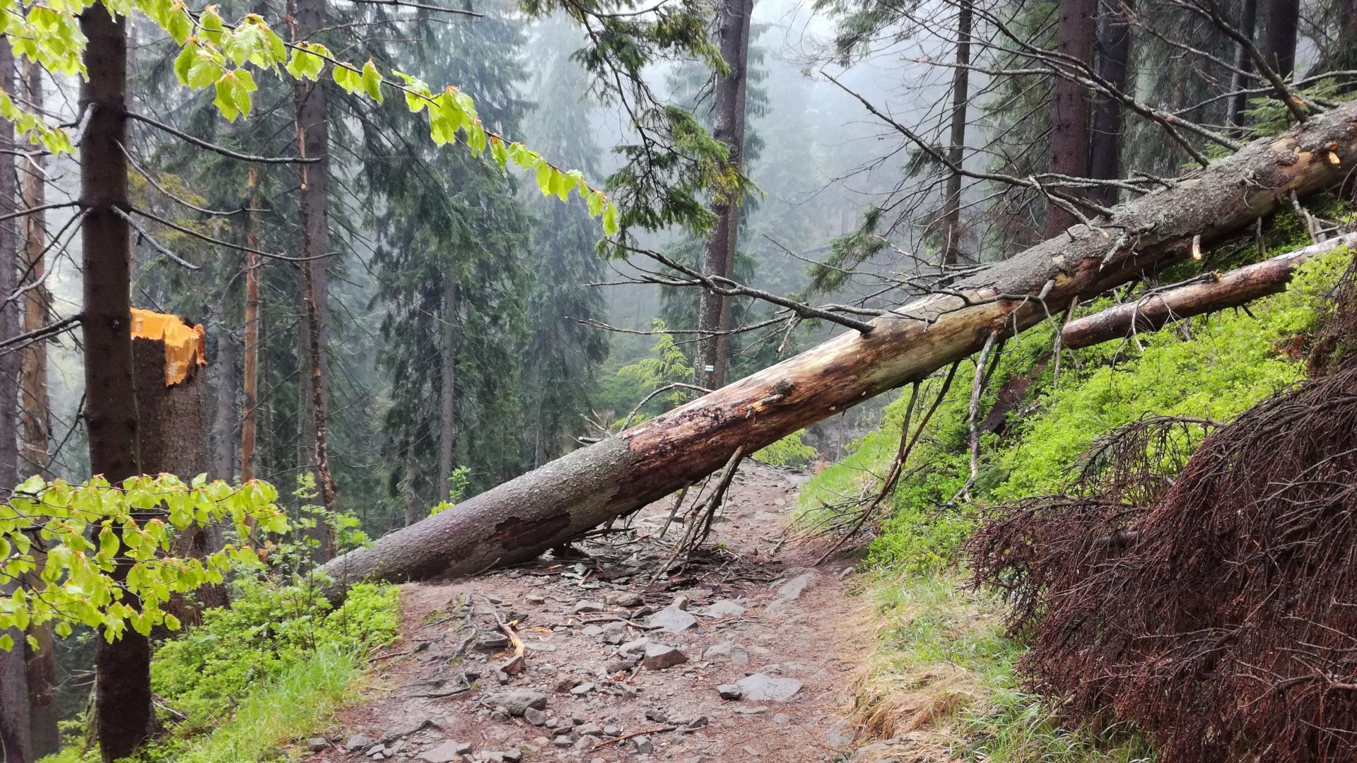 Hazard trees: what's your risk of a falling tree as a hiker? | Advnture