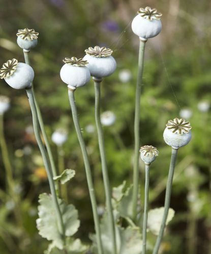 How to grow poppies: top tips on growing and caring for these stunning ...