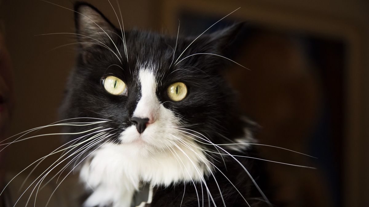 Tuxedo cats: 10 fun facts you need to know | PetsRadar