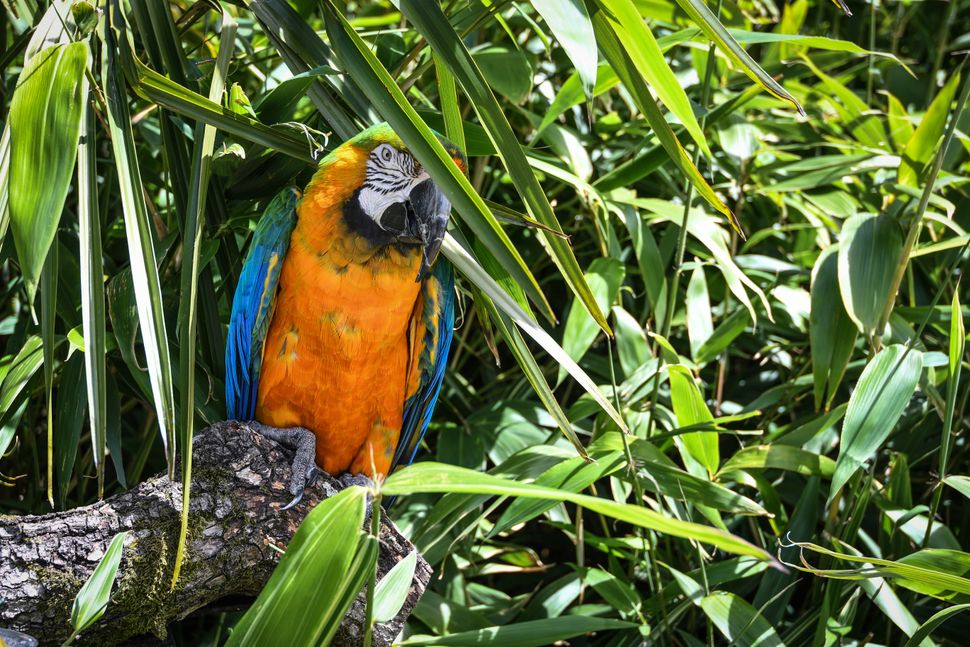 Sony Cyber-shot RX10 IV review | Live Science