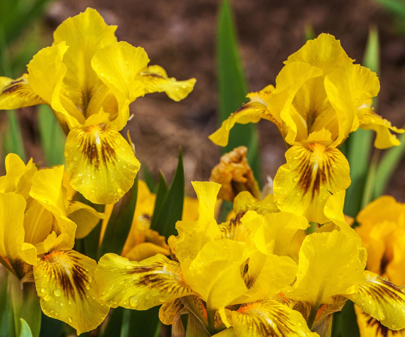 Best bearded iris varieties: 12 stunning types to try | Homes and Gardens