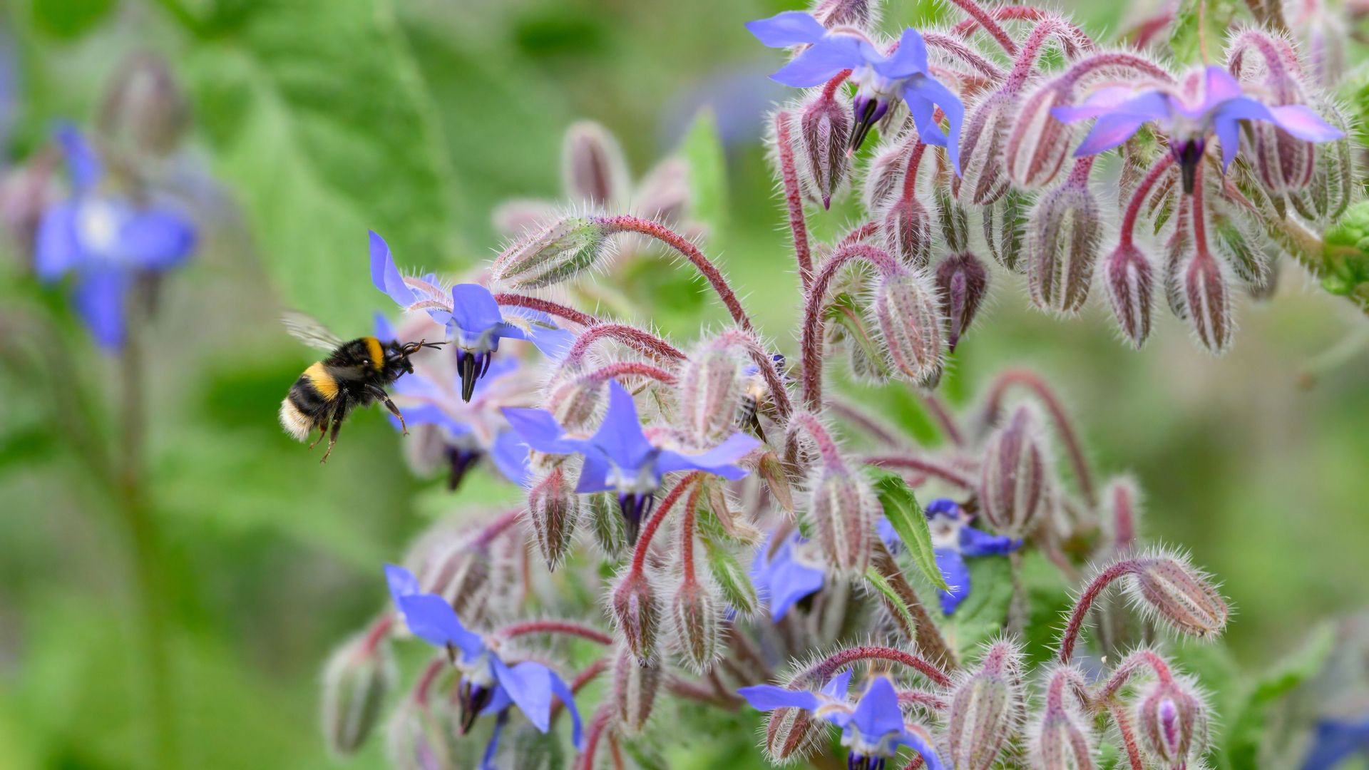 How to grow borage – planting, watering and harvesting | Ideal Home