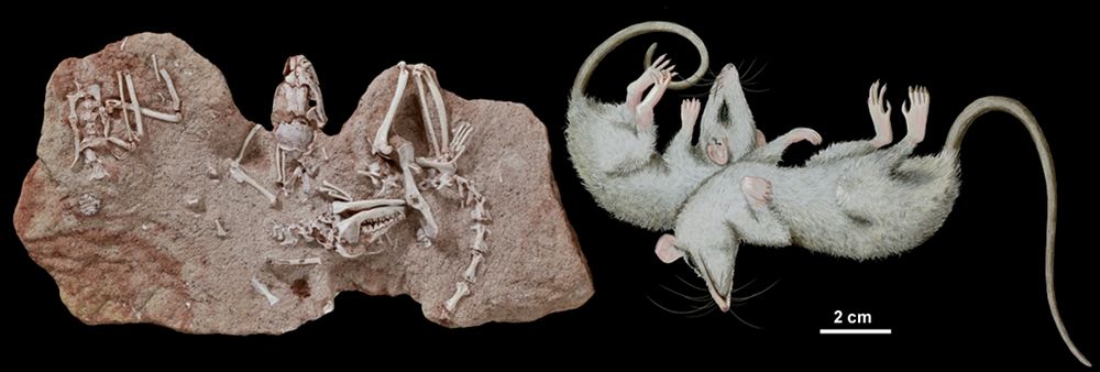 Social Beasts: 35 Ancient Marsupials Found in Grave | Live Science