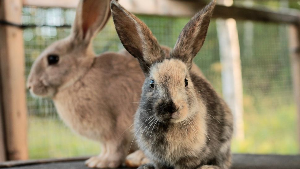 32 breeds of rabbits | PetsRadar