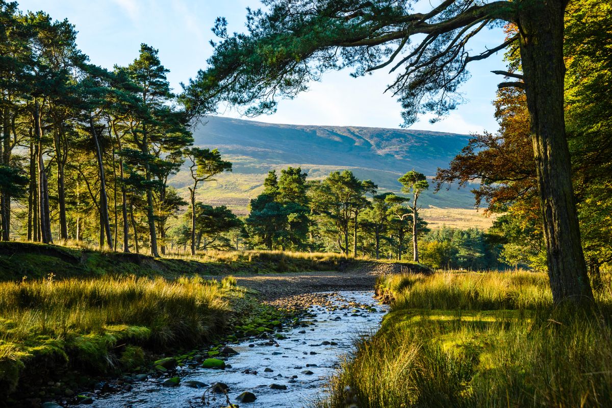 A walk through the Forest of Bowland: 'I feel the immensity of the ...