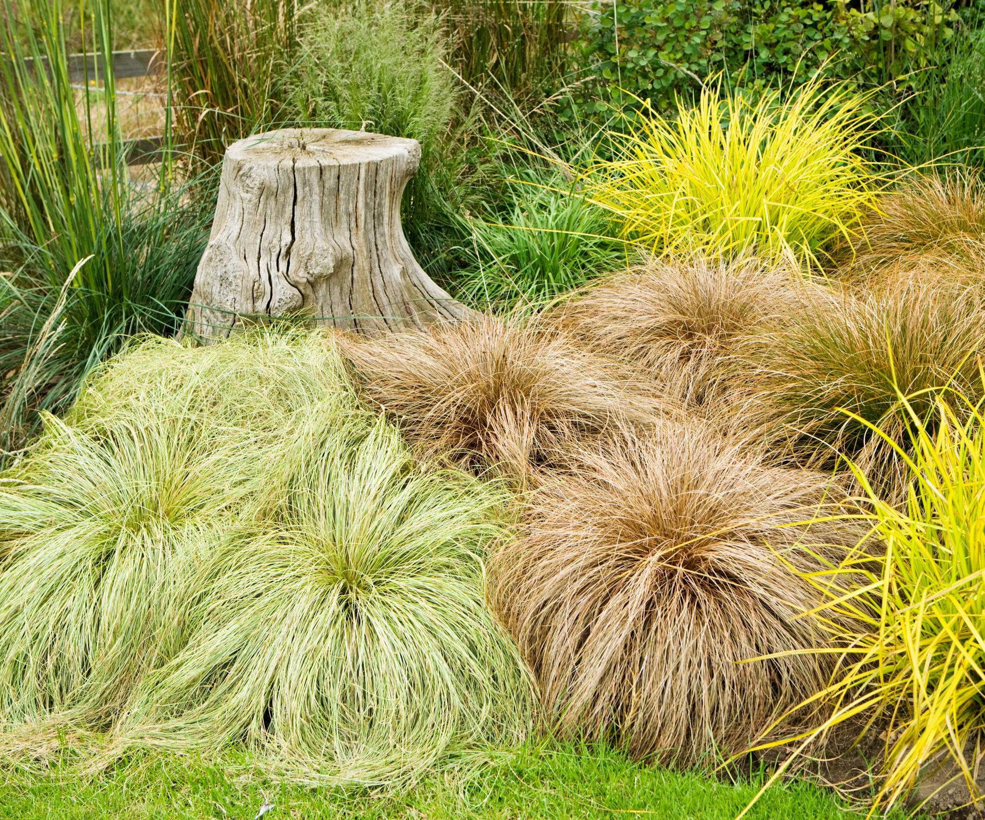 Best flood-resilient plants: experts top suggestions | Homes and Gardens